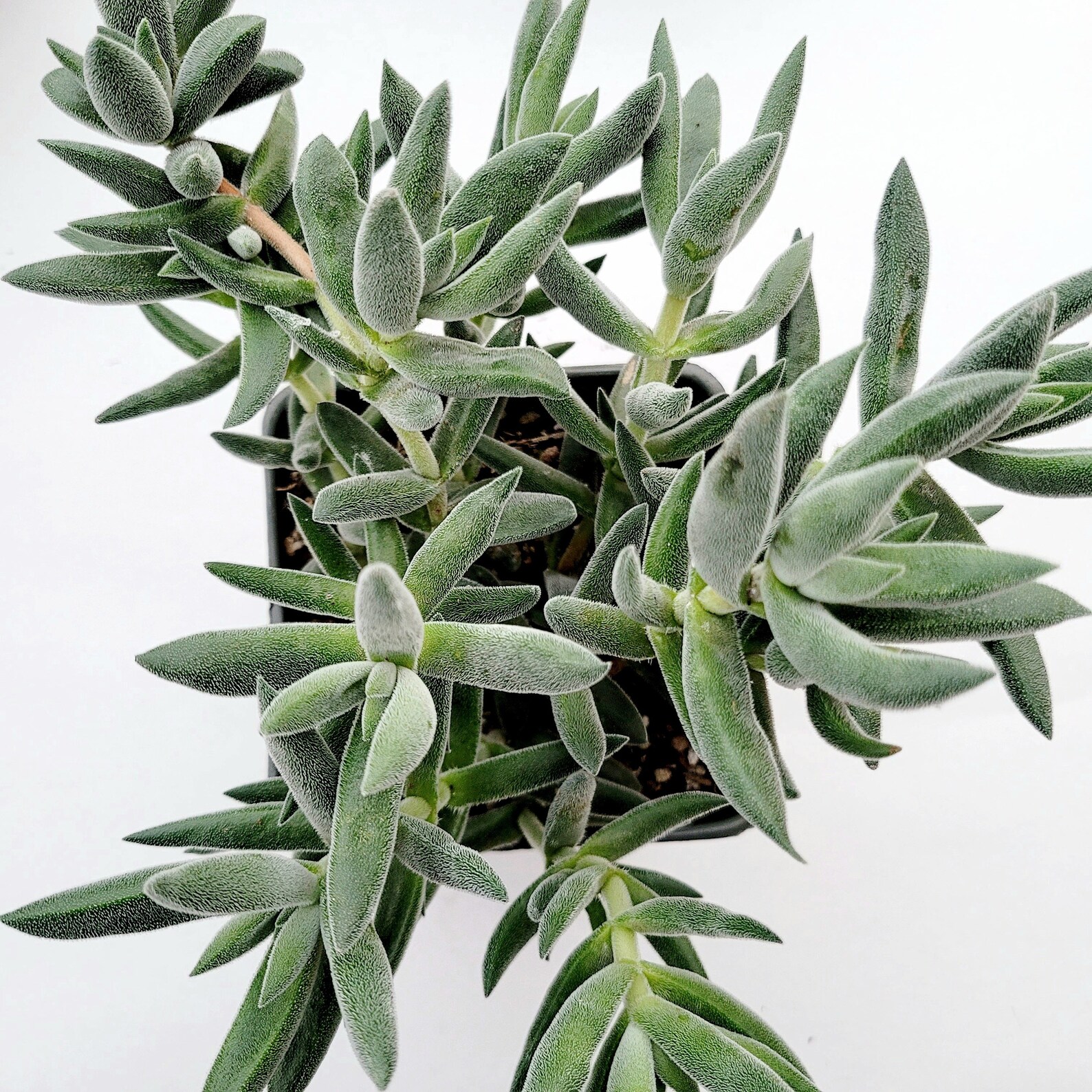 Crassula Mesembryanthemoides 'tenelli' Succulent Plant - Etsy