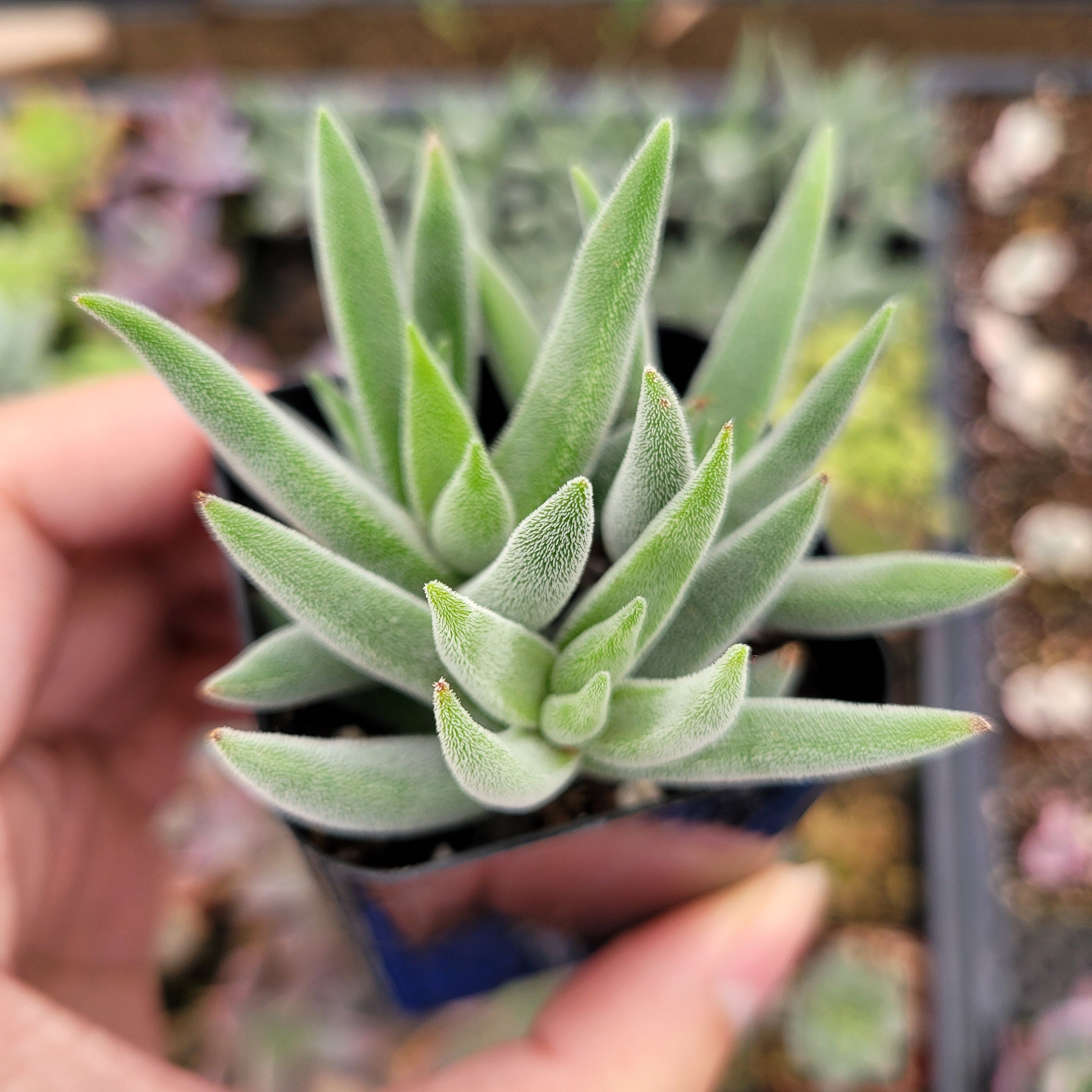 Crassula Mesembryanthemoides 'tenelli' Succulent Plant - Etsy