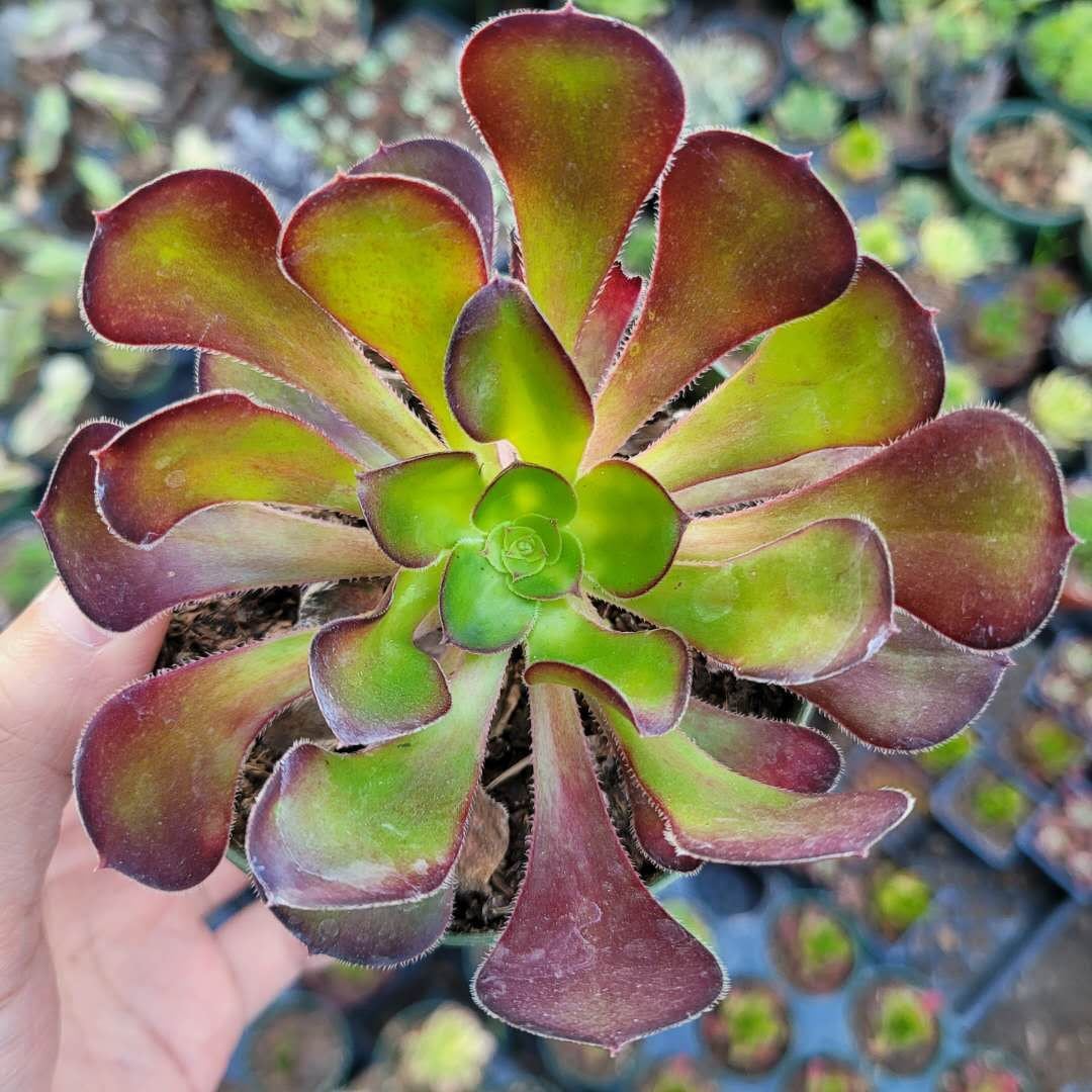 Aeonium 'voodoo' - Giant Red Aeonium Succulent Plant - Etsy