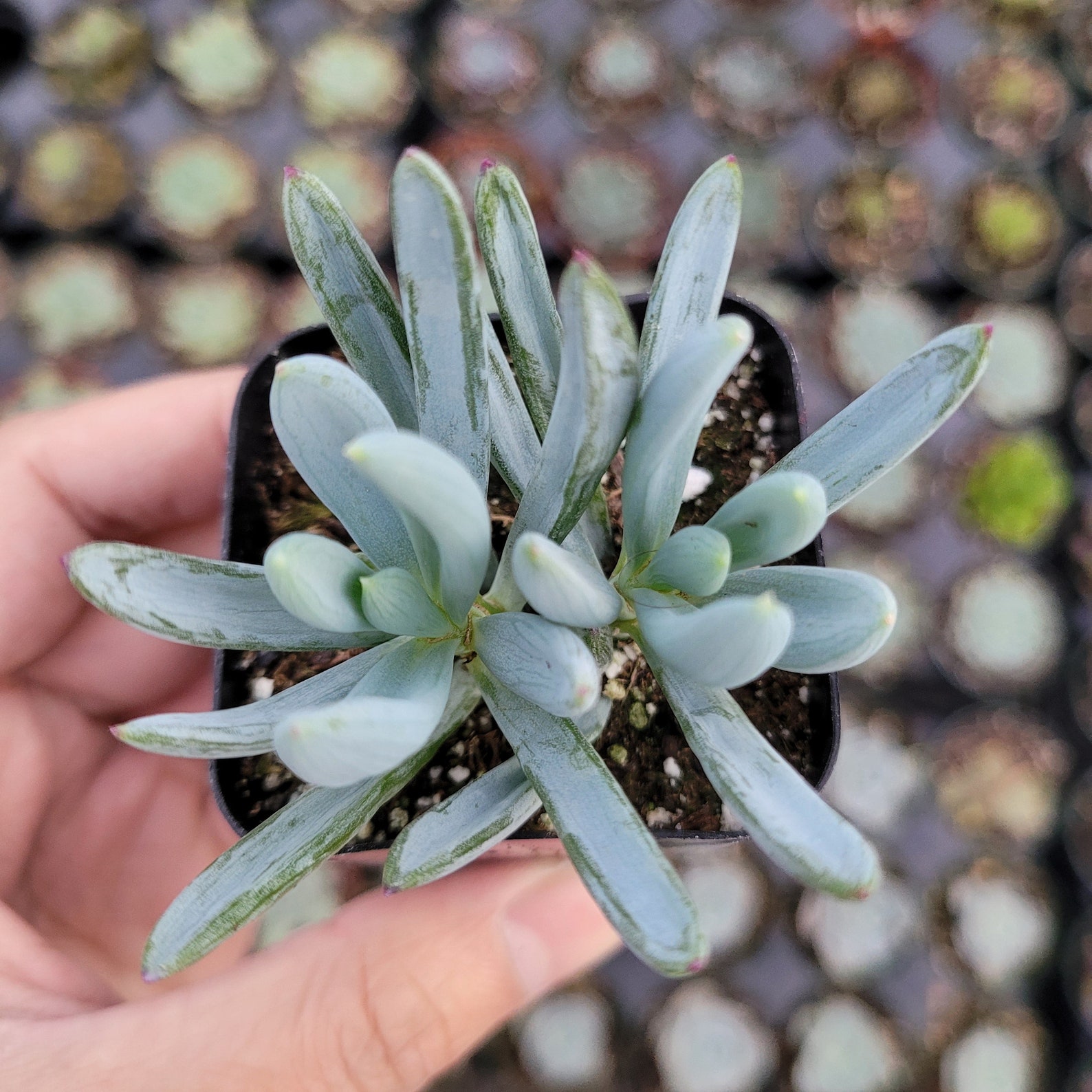 Senecio Serpens 'blue Chalk Sticks' Succulent Plant - Etsy