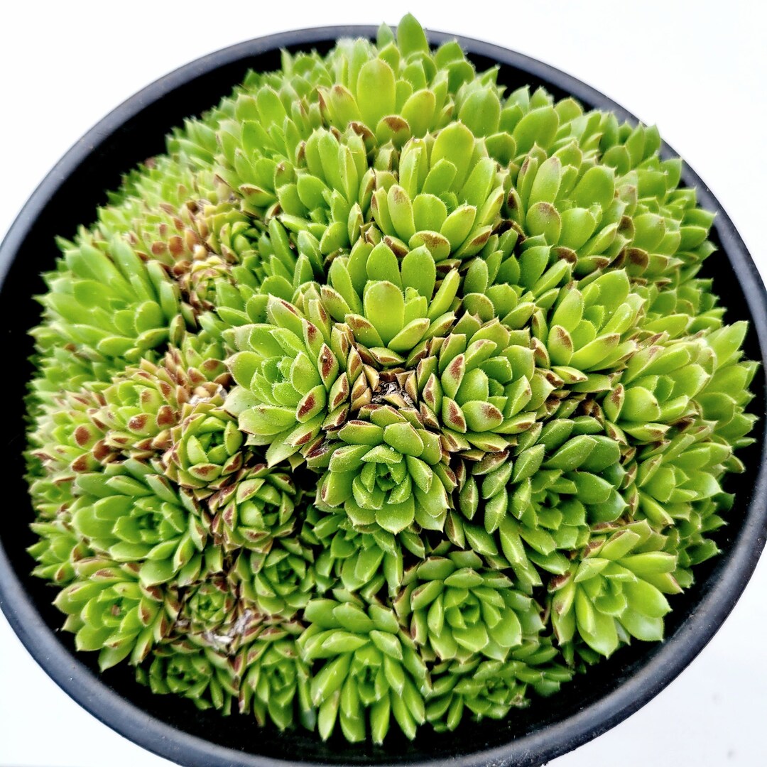 Sempervivum 'cornelia' Succulent Plant - Etsy