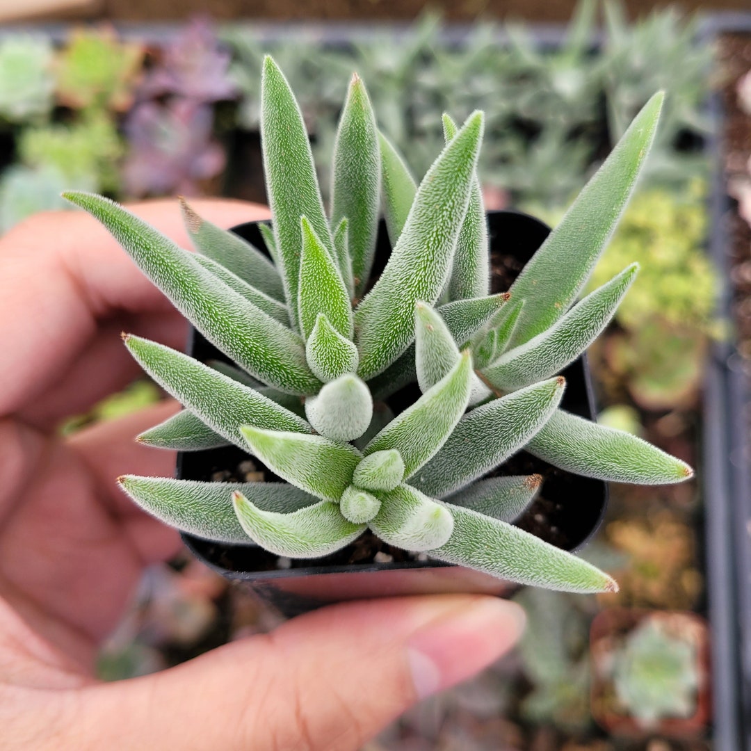 Crassula Mesembryanthemoides 'tenelli' Succulent Plant - Etsy