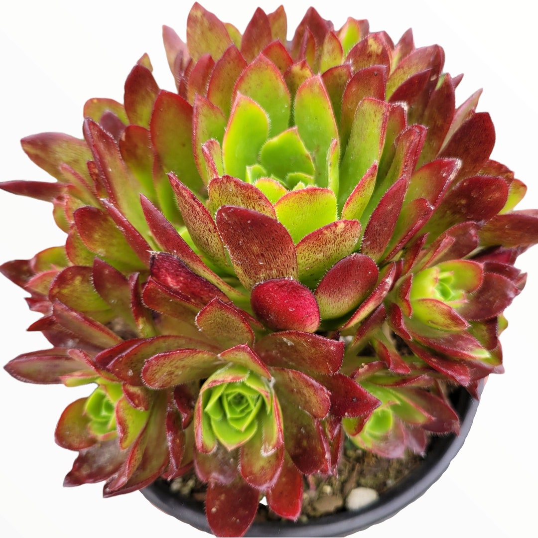 Aeonium 'firecracker' Succulent Plant - Etsy