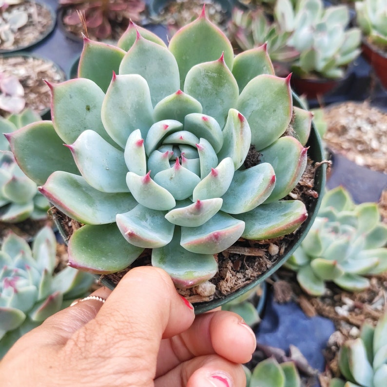 Echeveria Colorata Succulent Plant - Etsy