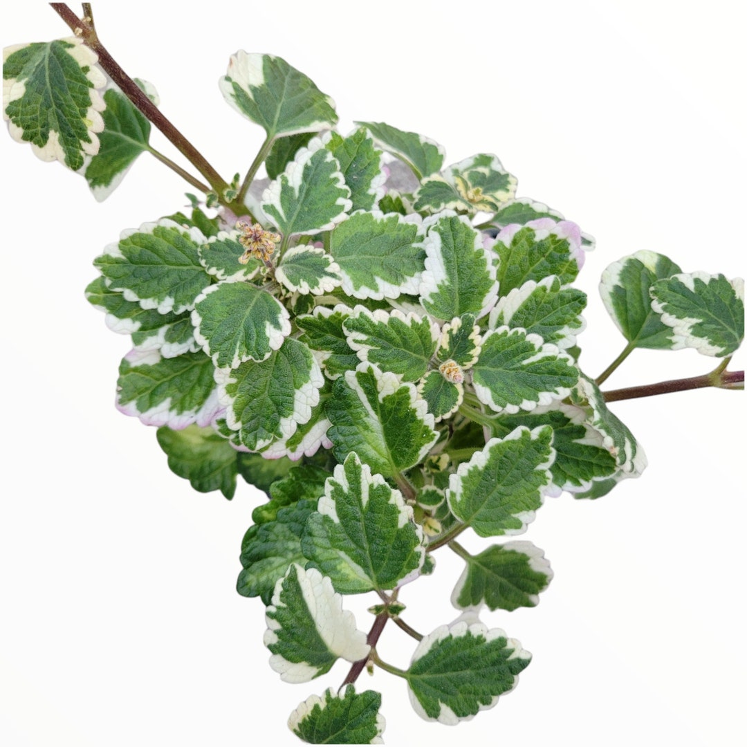 Plectranthus Forsteri 'marginatus' Variegated Swedish Ivy Succulent ...