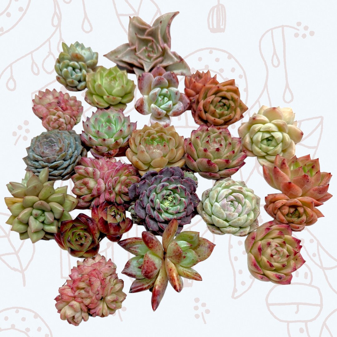 Korean Assorted Succulent Set - Etsy