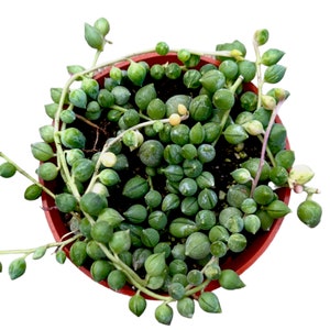 Senecio 'angel Tears' Variegata Succulent Plant - Etsy