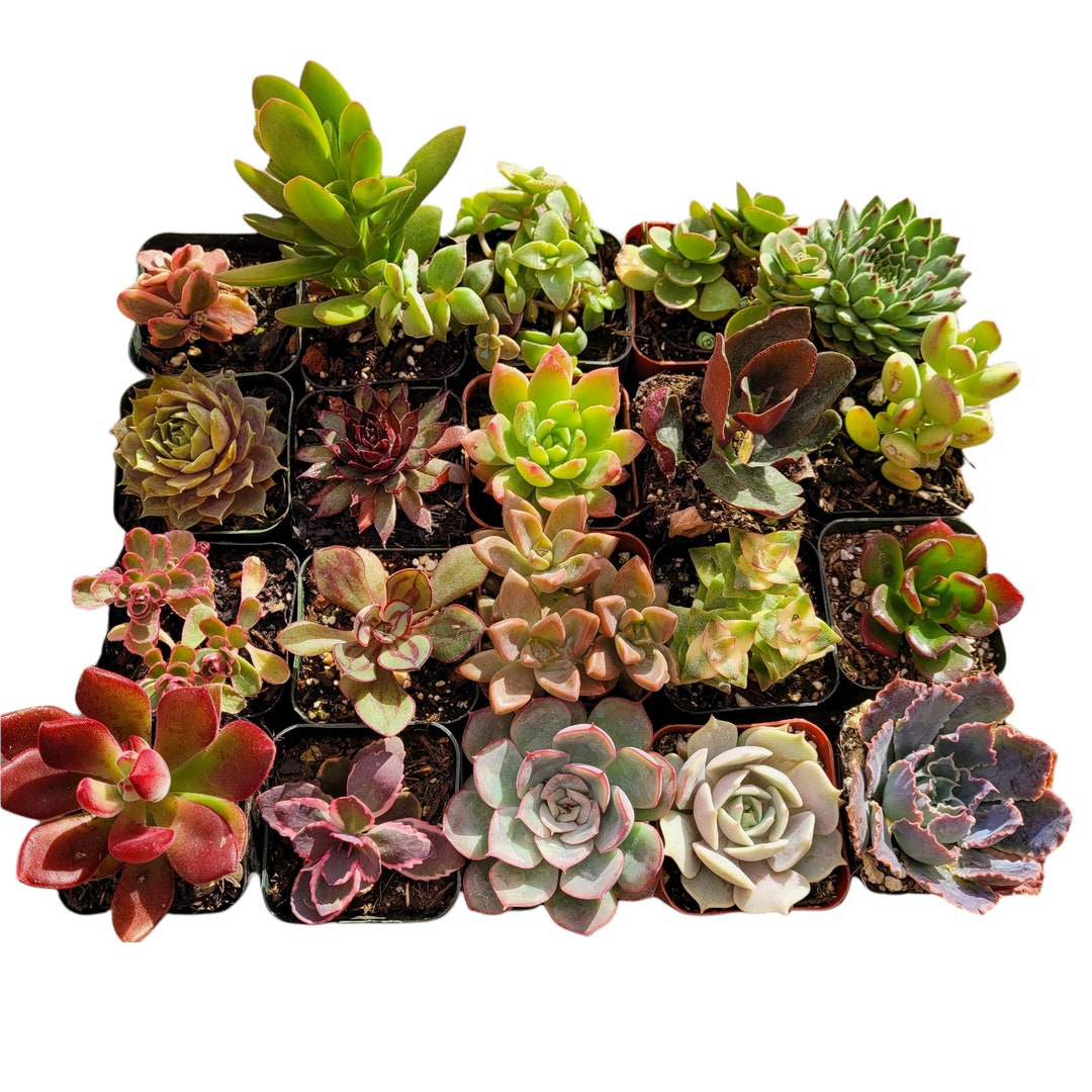 Assorted Succulent Set in 2" Pots Succulent Plant - Etsy