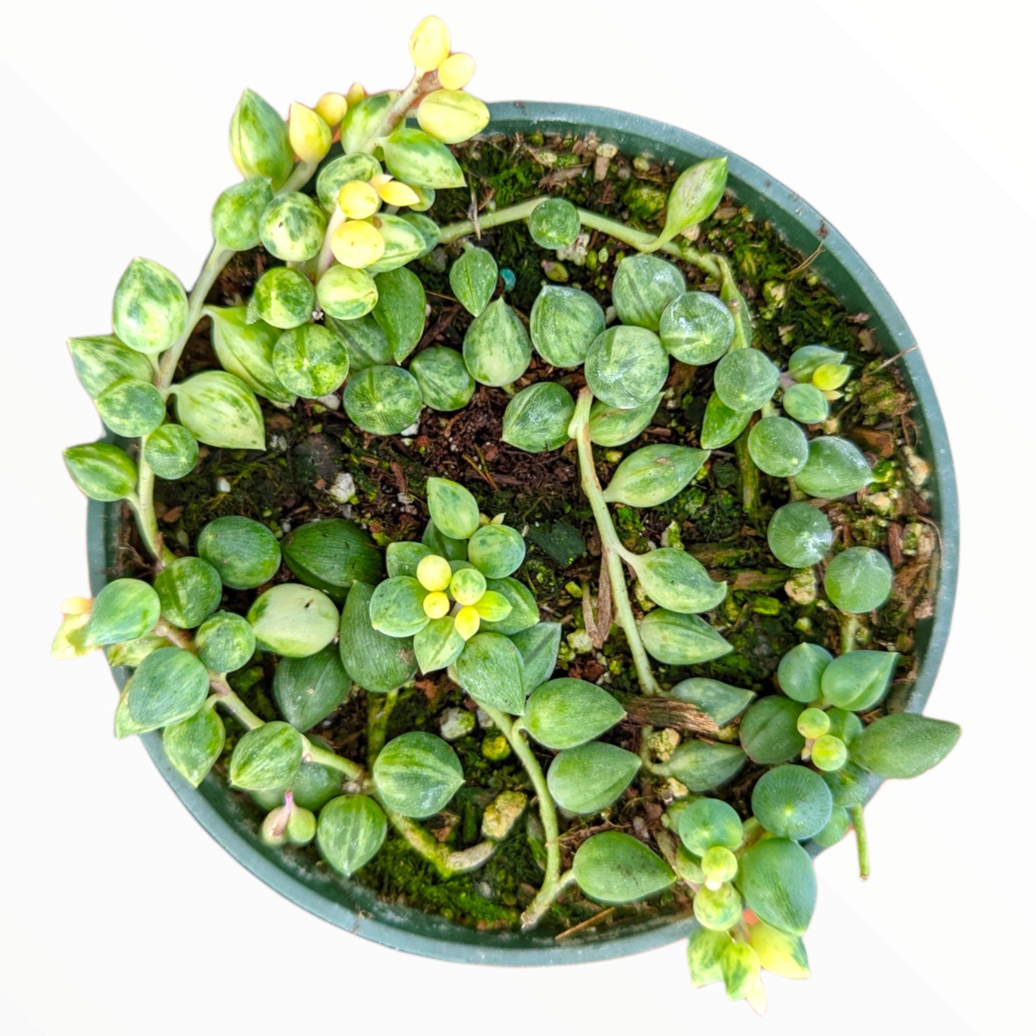 Senecio 'angel Tears' Variegata Succulent Plant - Etsy