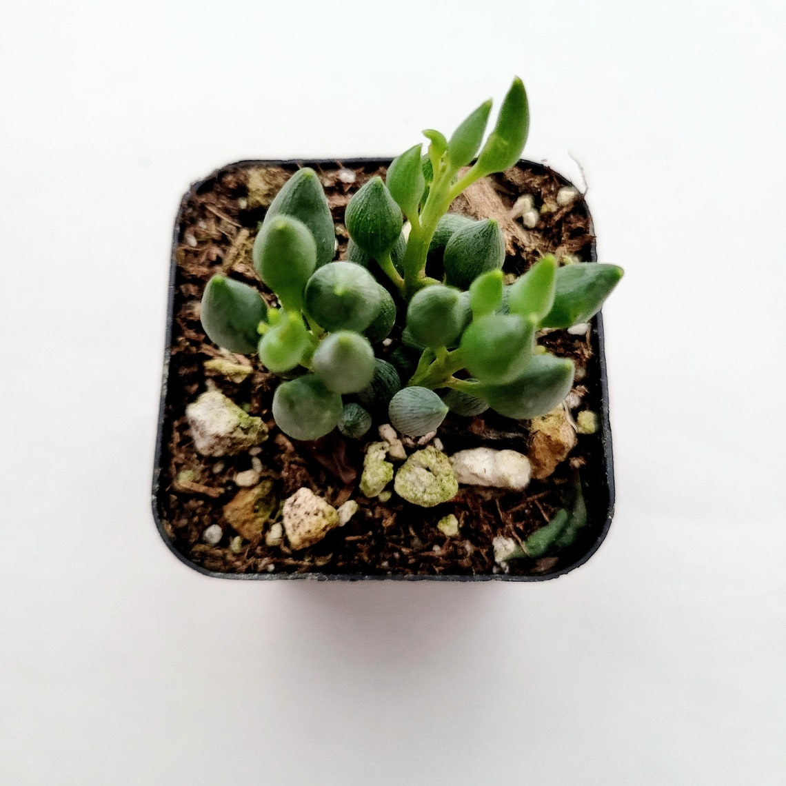 String of Tears Senecio Citriformis Succulent Plant - Etsy