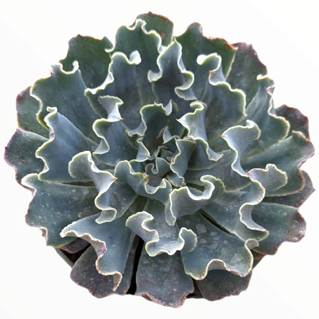 Echeveria 'blue Frills' Succulent Plant - Etsy