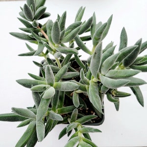 Crassula Mesembryanthemoides 'tenelli' Succulent Plant - Etsy