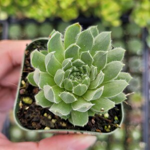Sempervivum 'cornelia' Succulent Plant - Etsy