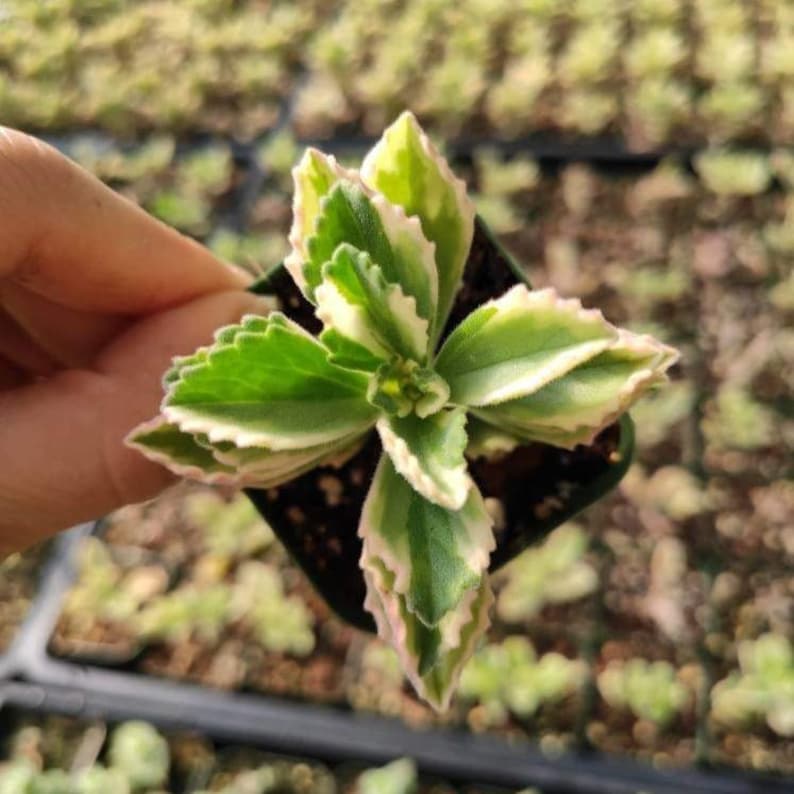 Plectranthus Neochilus Variegated 'mike's Fuzzy Wuzzy' Succulent Plant ...