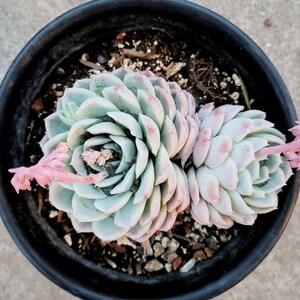 Echeveria 'raspberry Ice' Succulent Plant - Etsy