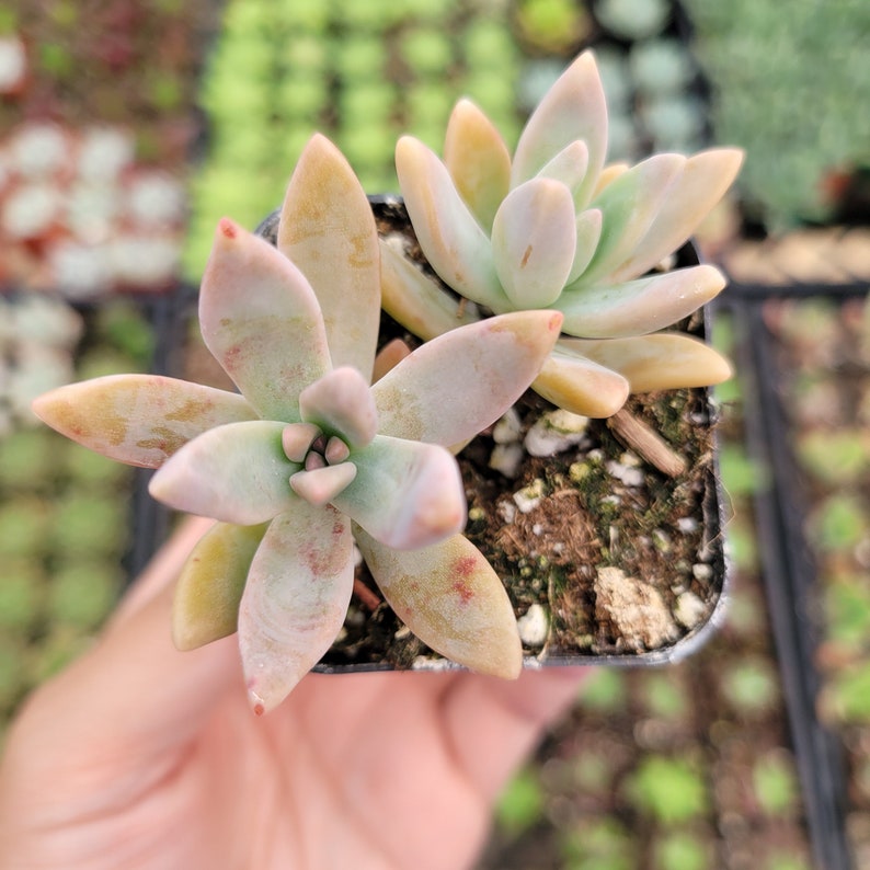 Graptosedum 'francesco Baldi' Succulent Plant - Etsy