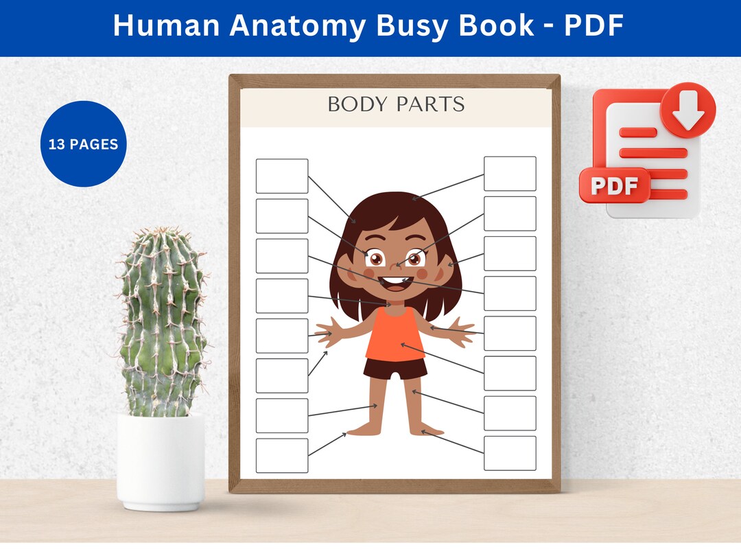 Human Anatomy Busy Book: Label the Organs & Skeleton (PDF) - Etsy