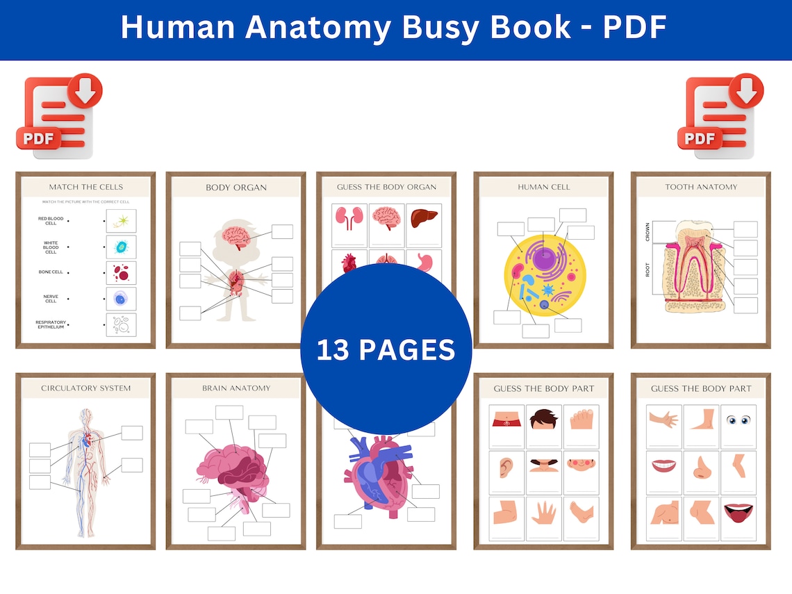 Human Anatomy Body Label Organs With Human Heart Diagram and Human ...