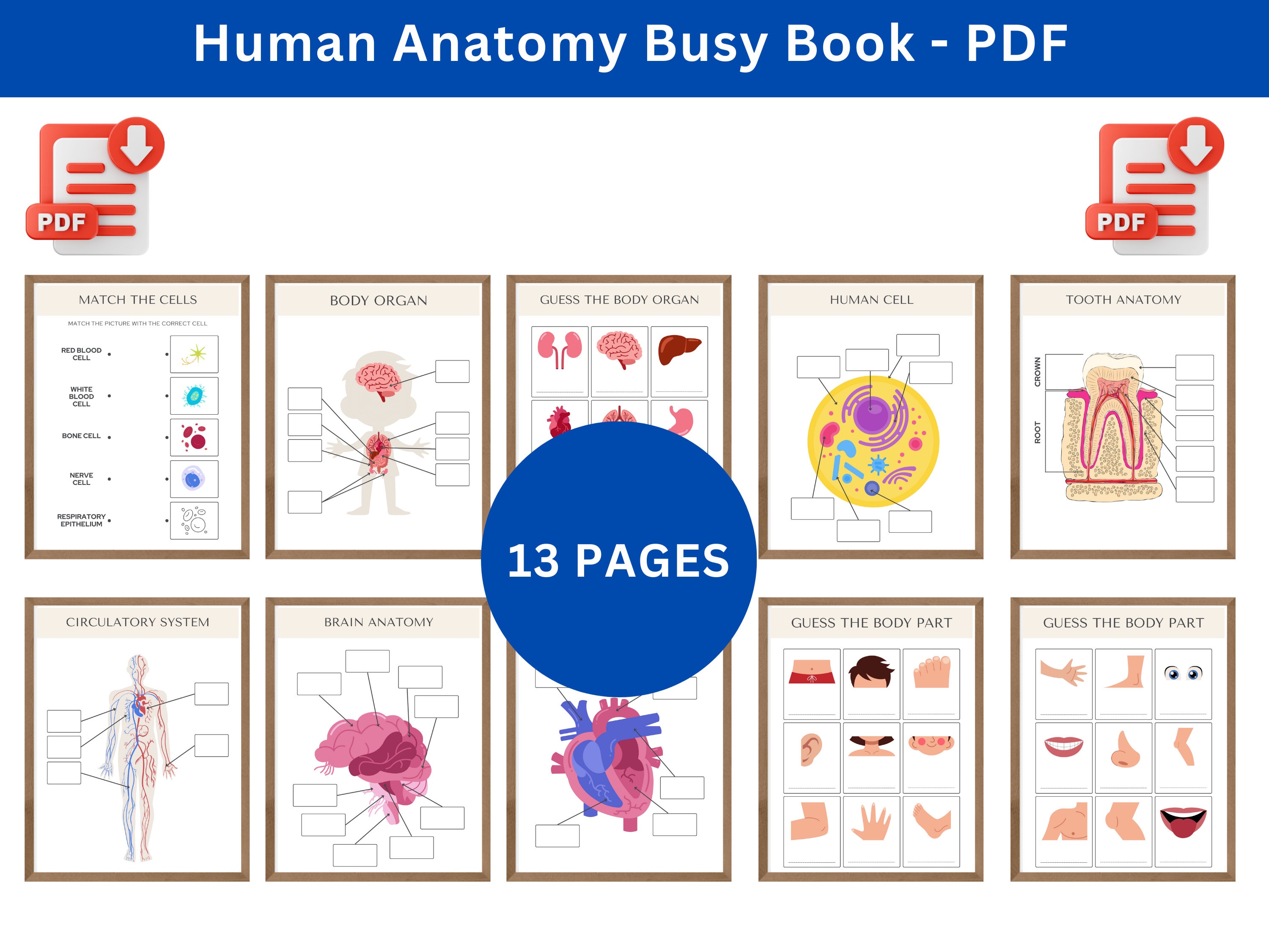 Human Anatomy Body Label Organs With Human Heart Diagram and Human ...