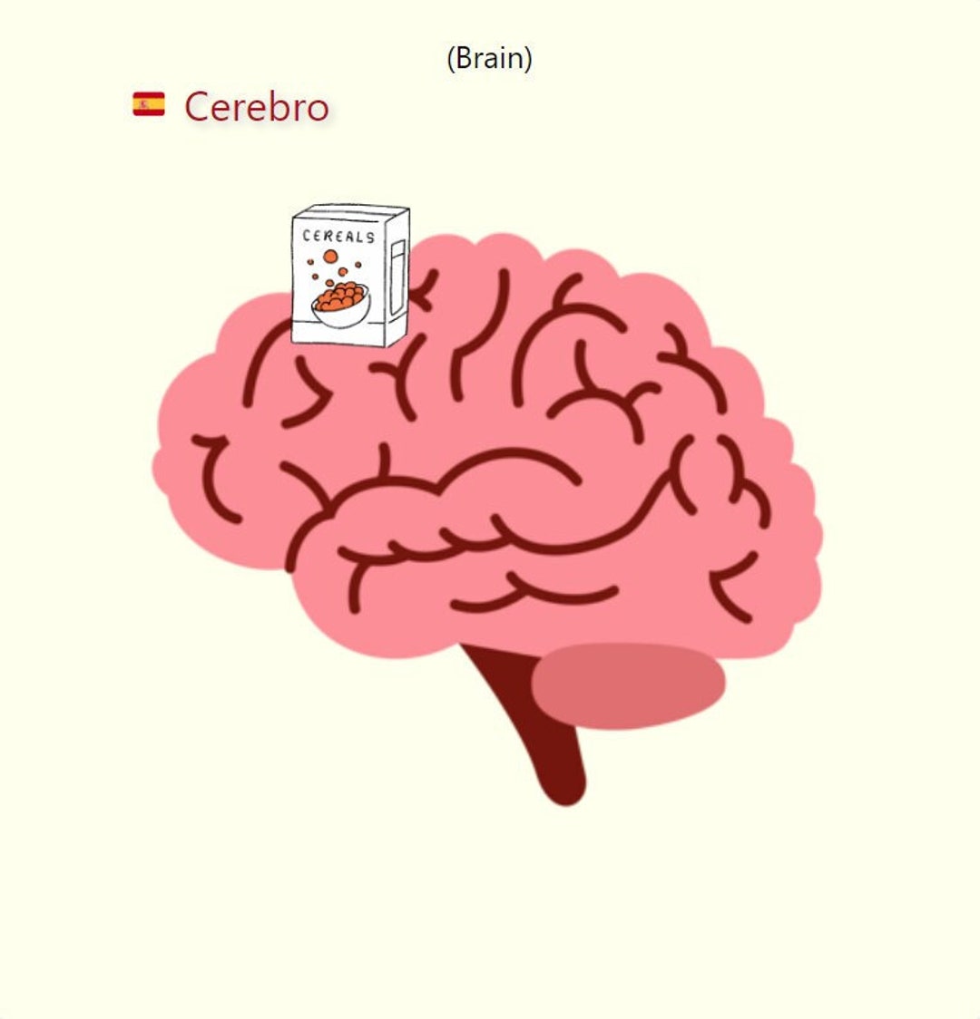 Learn Brain in Spanish Visual Mnemonics Language Learning Image - Etsy
