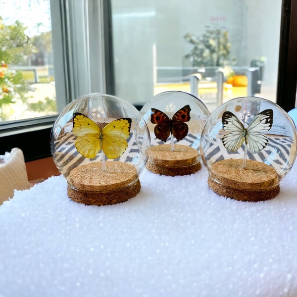 Real Butterfly Art - Etsy