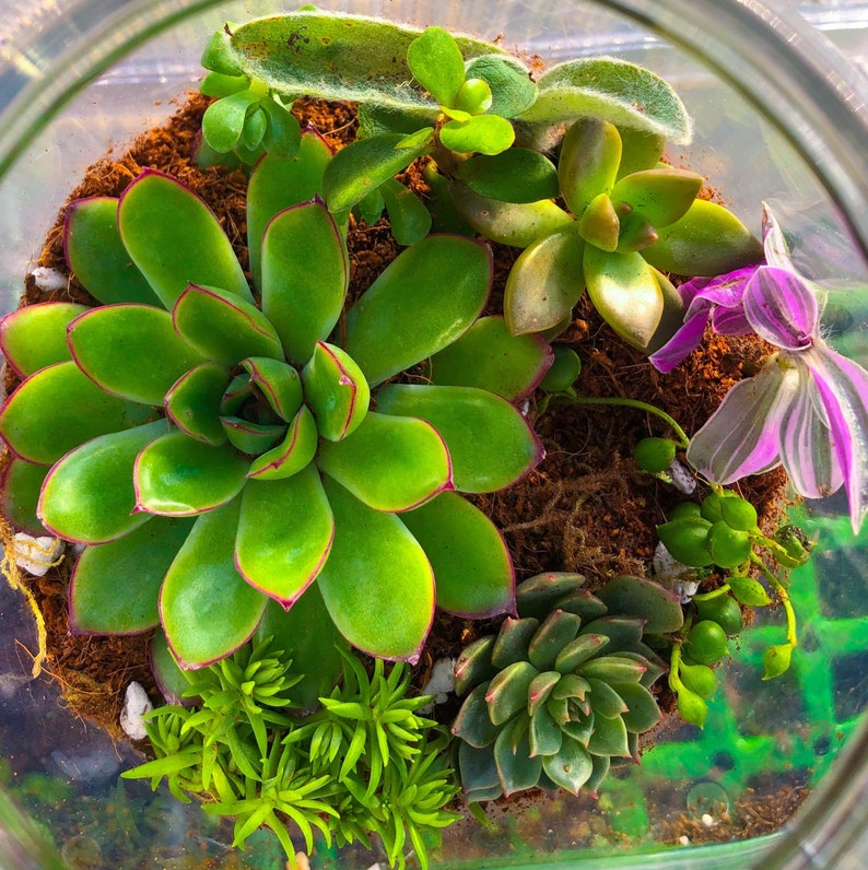 Handcrafted Glass Oval Succulent Terrarium Filled With Live Plants ...