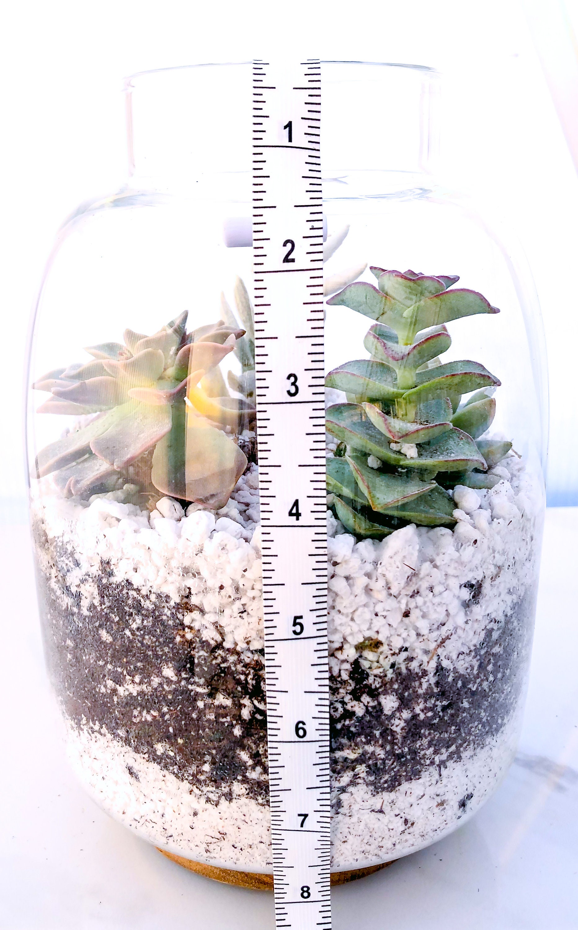 Handcrafted Glass Oval Succulent Terrarium Filled With Live Plants ...