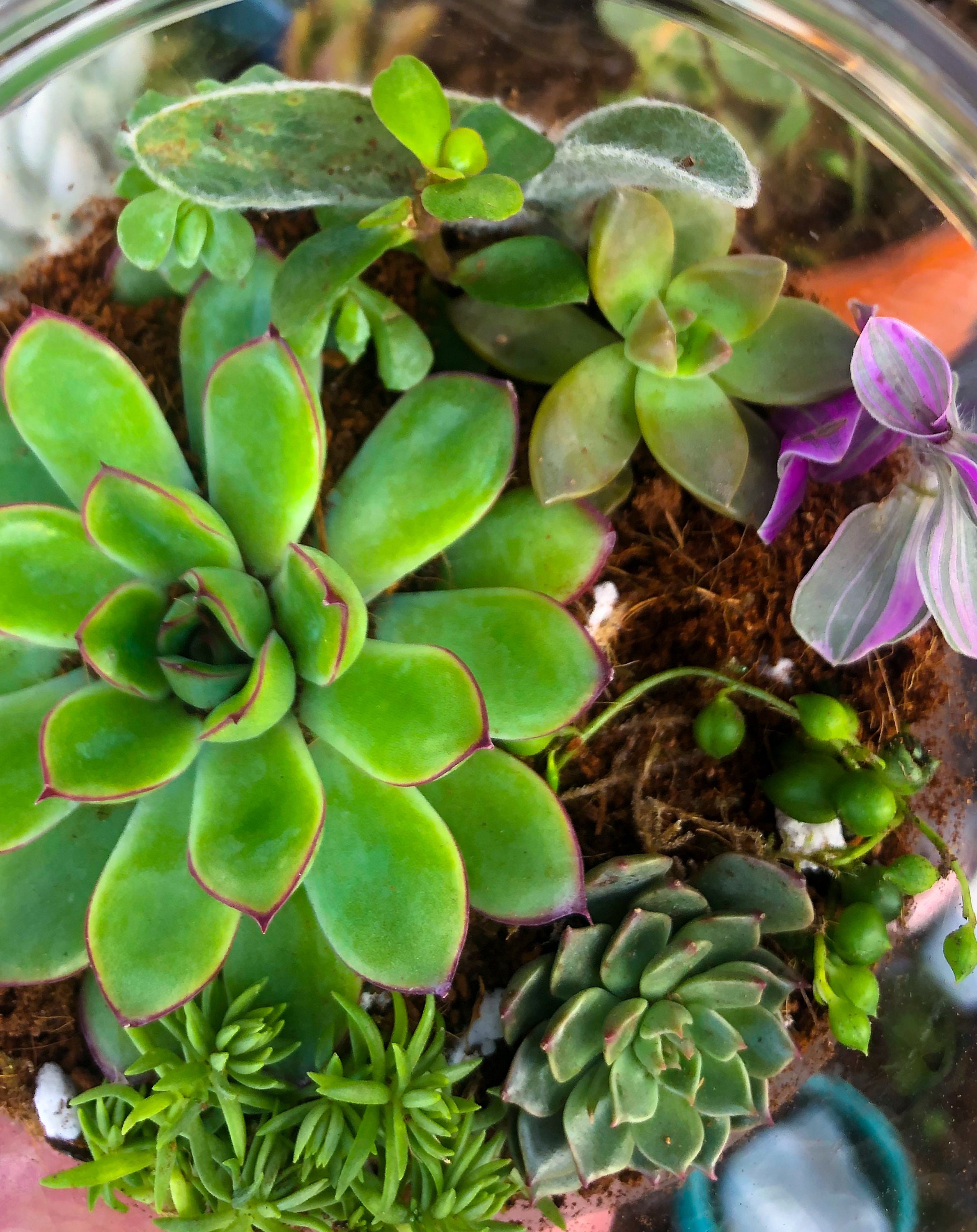 Handcrafted Glass Oval Succulent Terrarium Filled With Live Plants ...