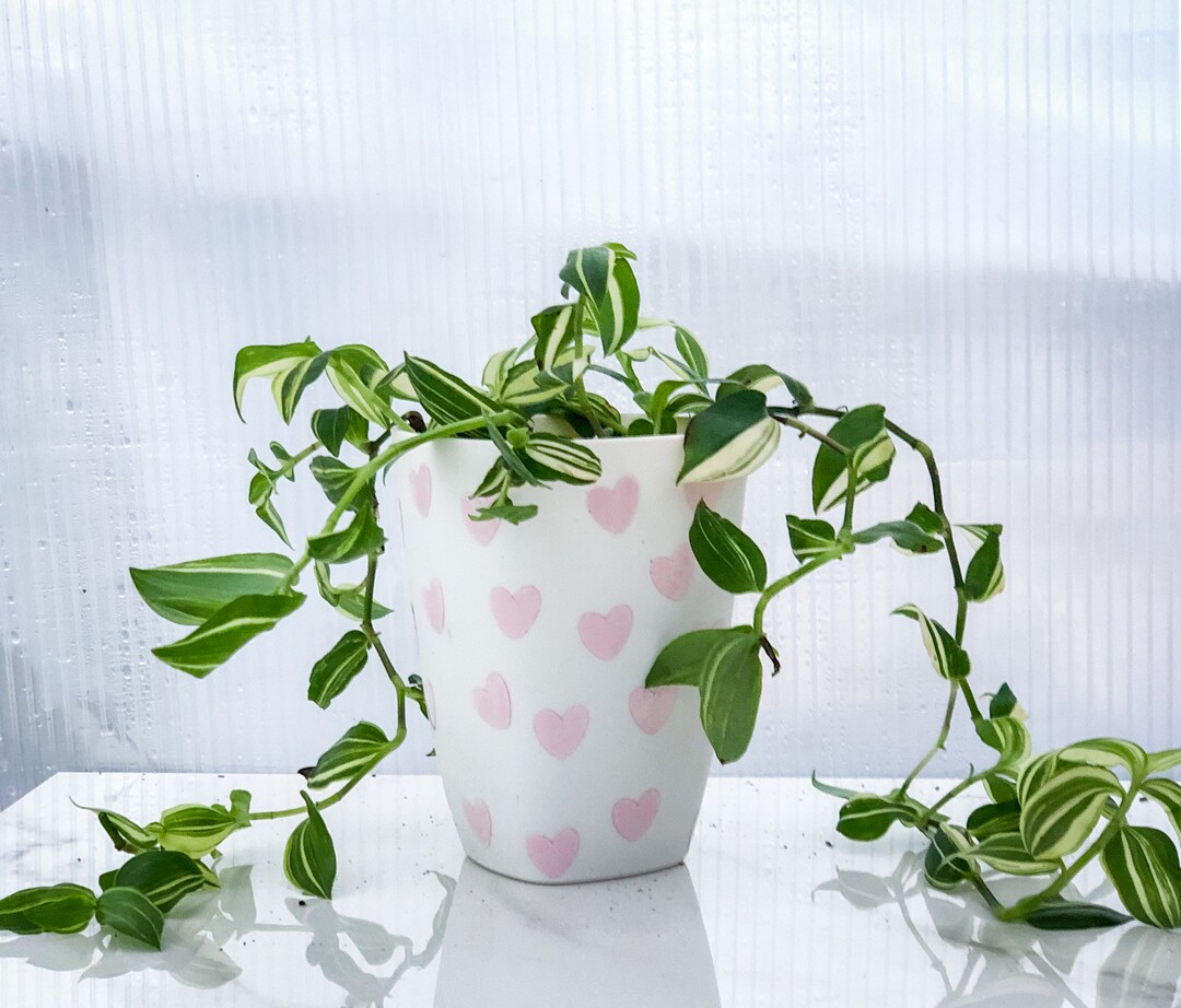 Tradescantia Houseplant, Low Maintenance Plant for Anyone, Houswarming ...