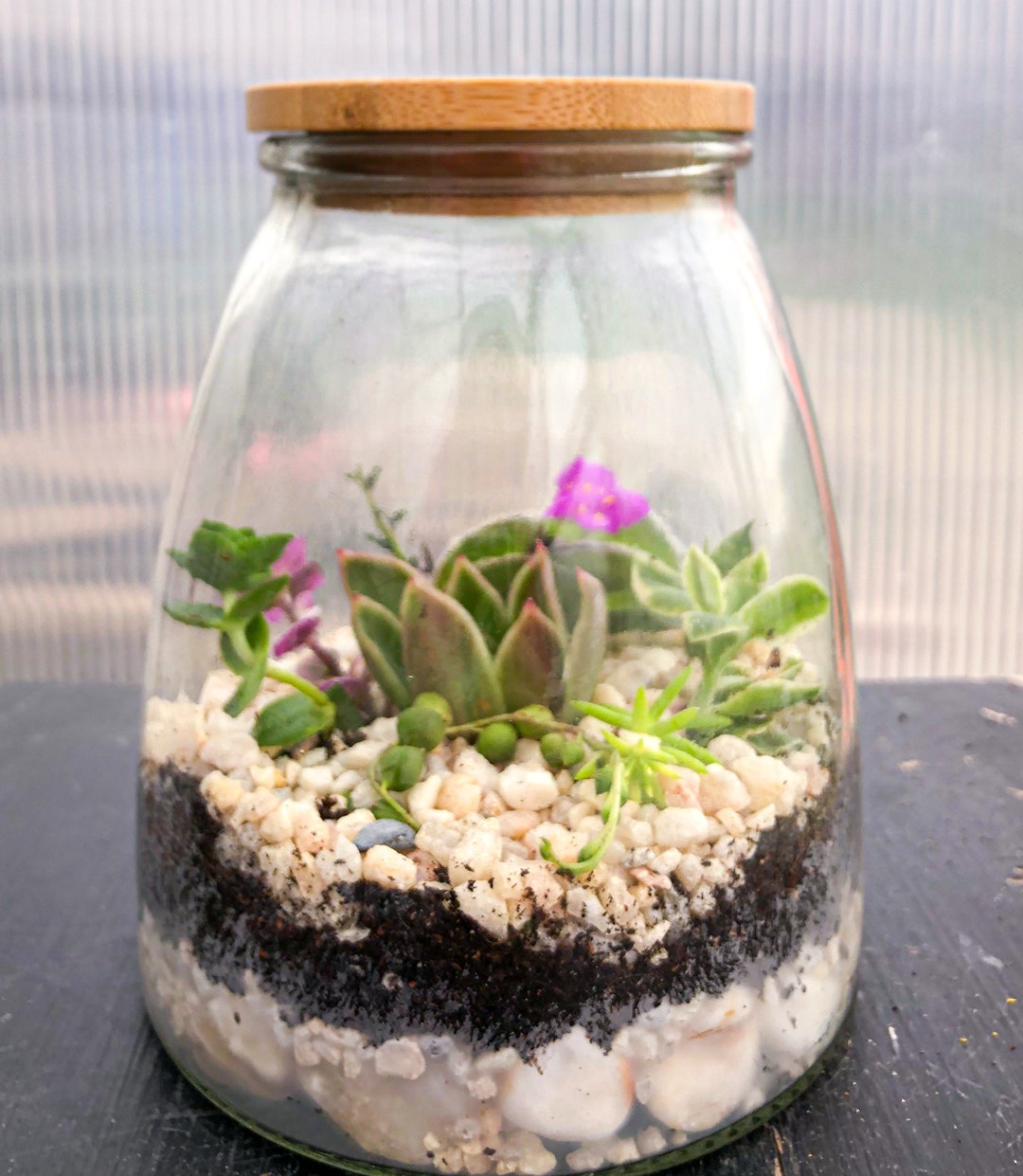 Handcrafted Glass Oval Succulent Terrarium Filled With Live Plants ...