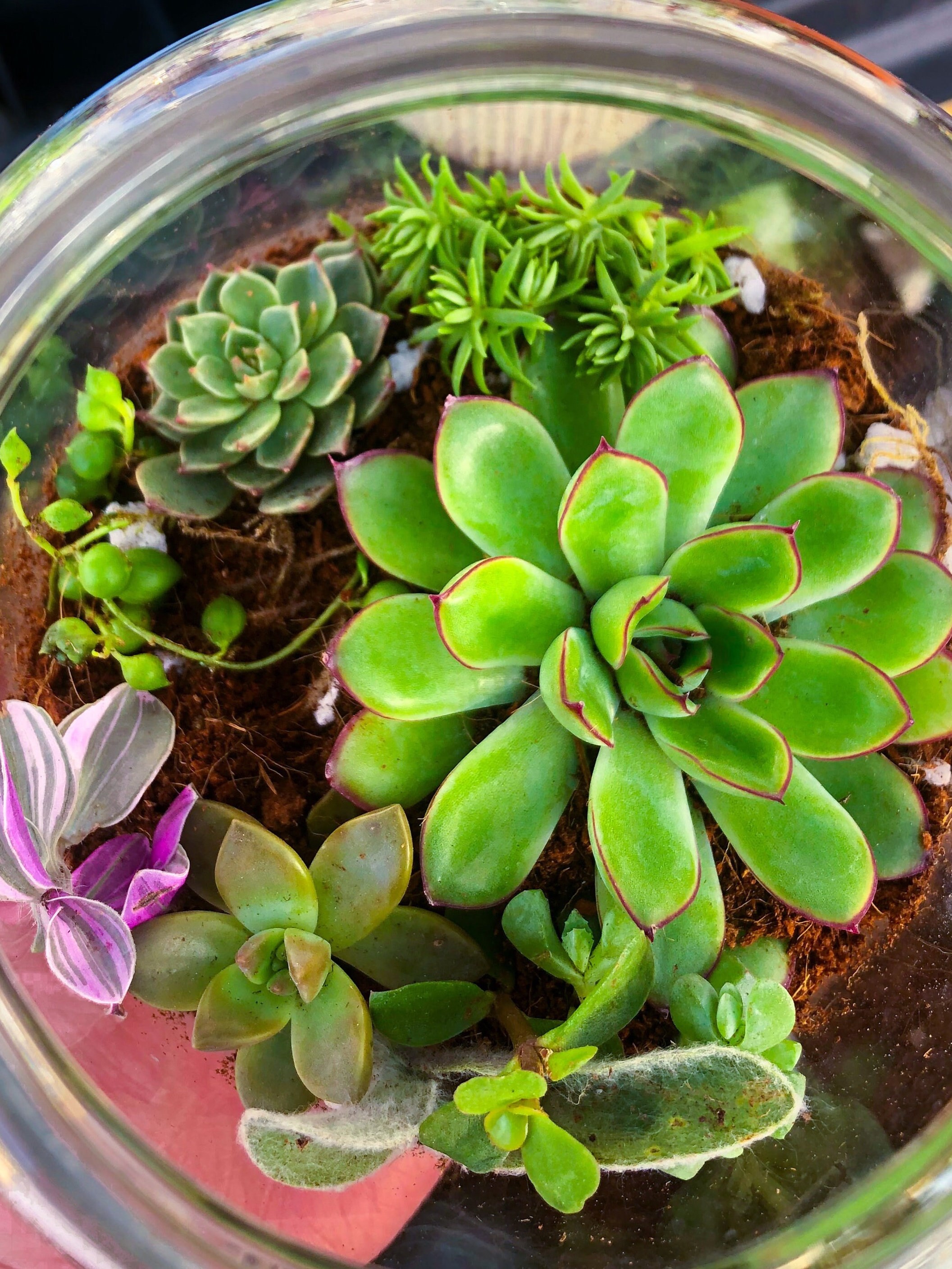 Handcrafted Glass Oval Succulent Terrarium Filled With Live Plants ...