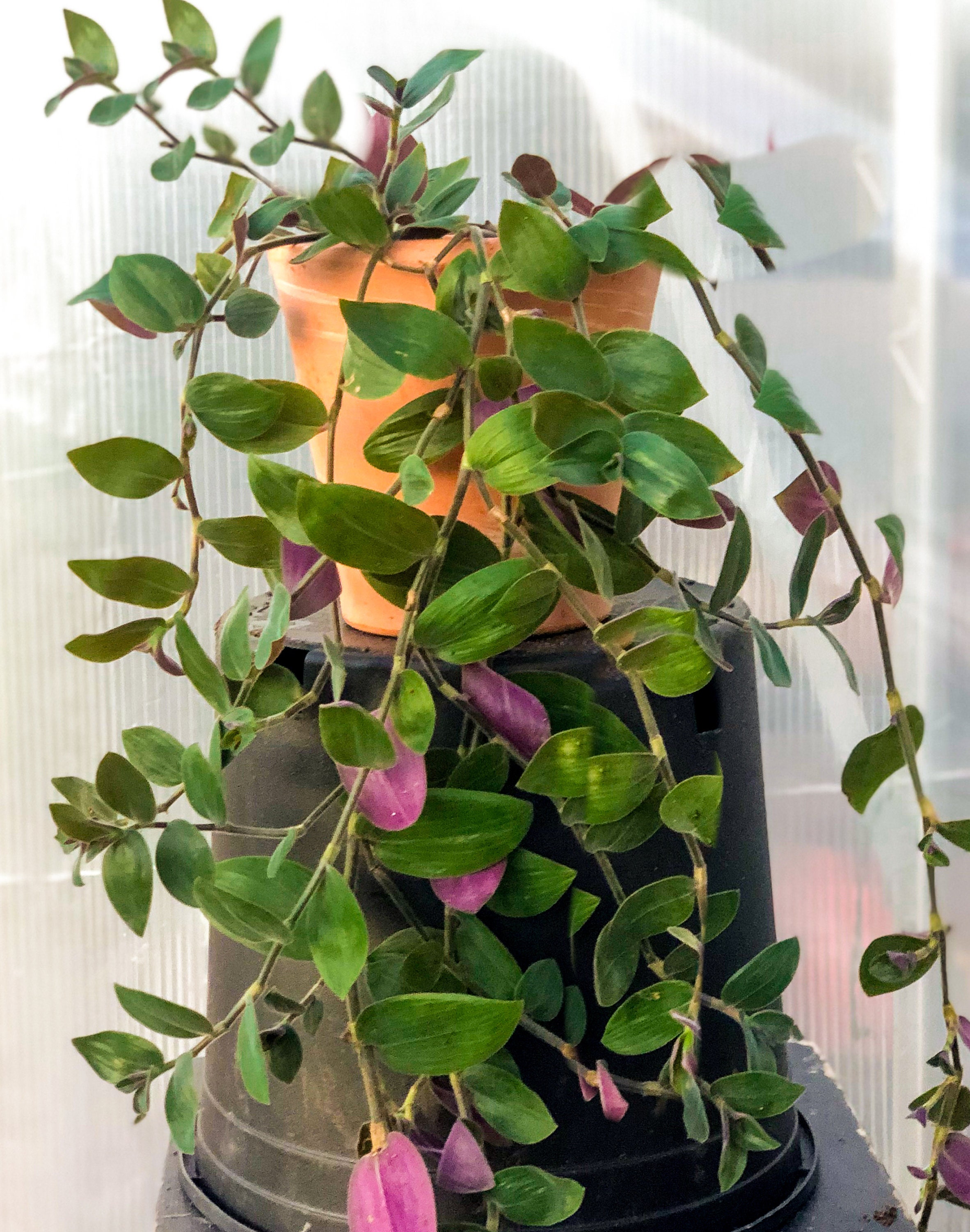 Rare Tradescantia Bunny Bellies Plant Fully Rooted, Easy Care Indoor ...