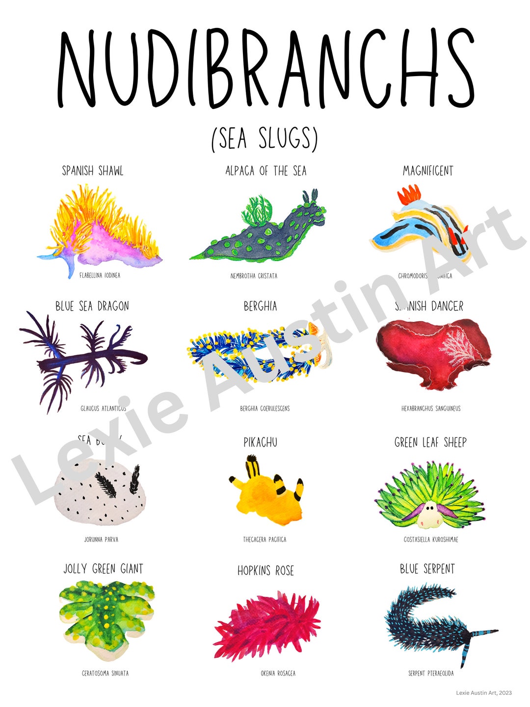 Digital Download- Nudibranchs (sea Slugs) Watercolor Poster - Etsy