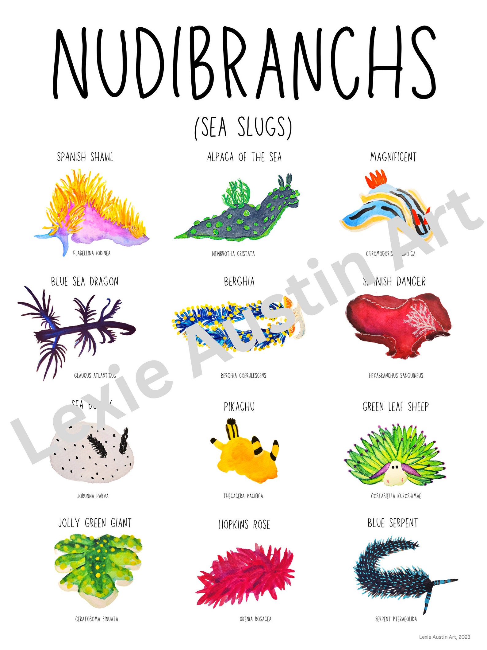 Nudibranchs Poster: Watercolor Sea Slugs Marine Life Chart (digital ...