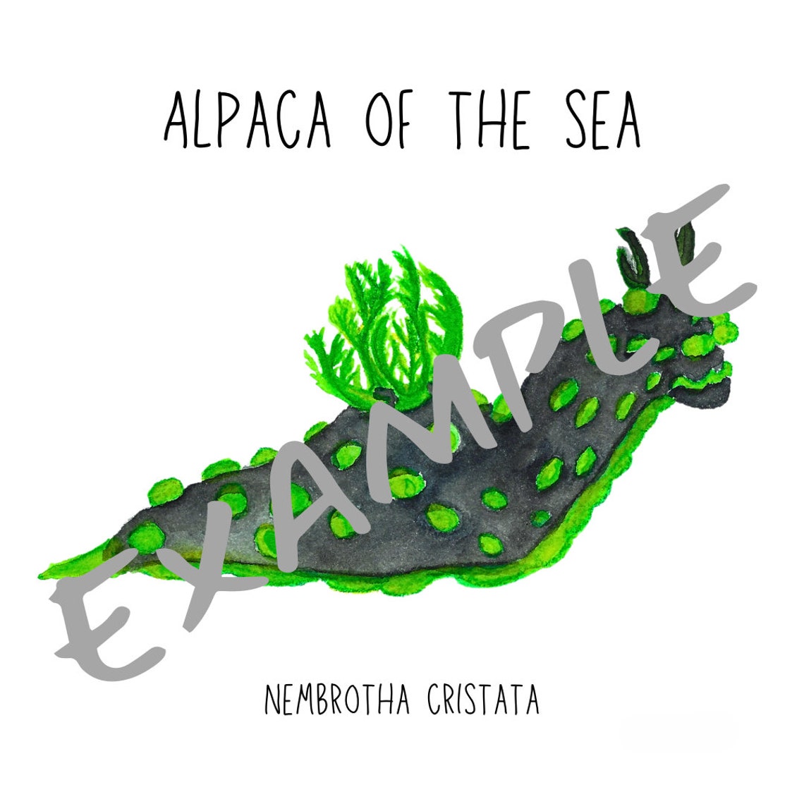 Nudibranchs Sea Slugs Poster Download – Colorful Marine Life Art, Ocean ...