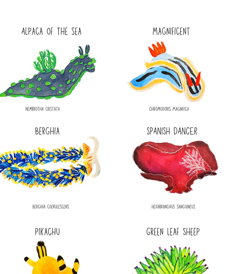 Nudibranchs Poster: Watercolor Sea Slugs Marine Life Chart (digital ...