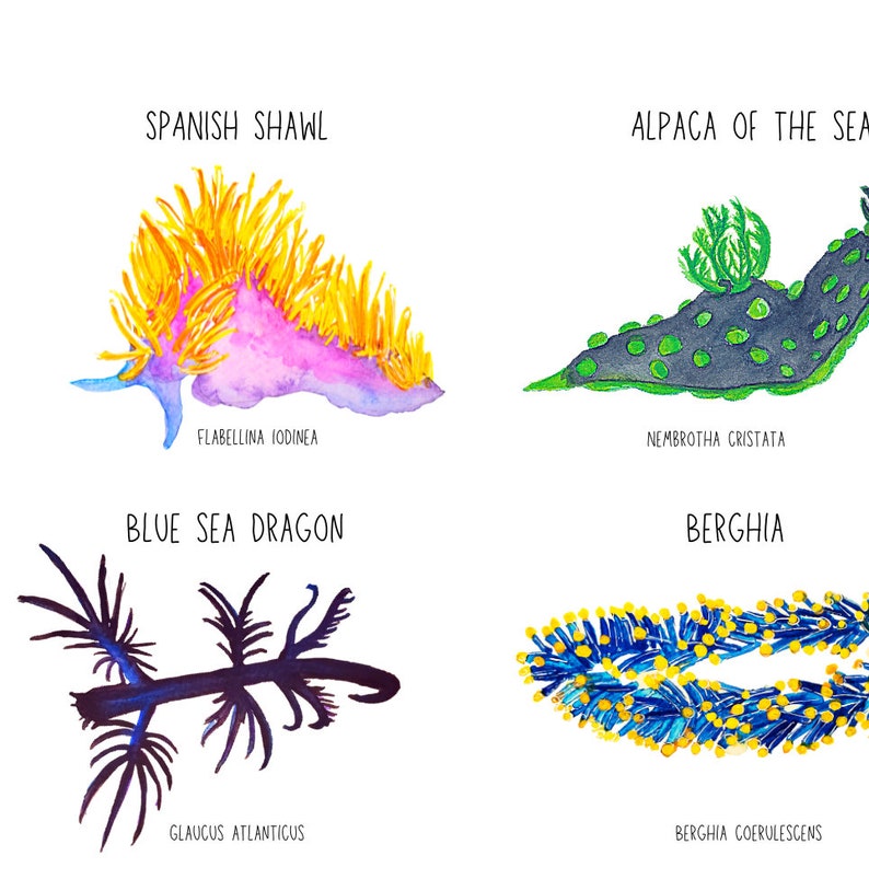 Digital Download- Nudibranchs (sea Slugs) Watercolor Poster - Etsy