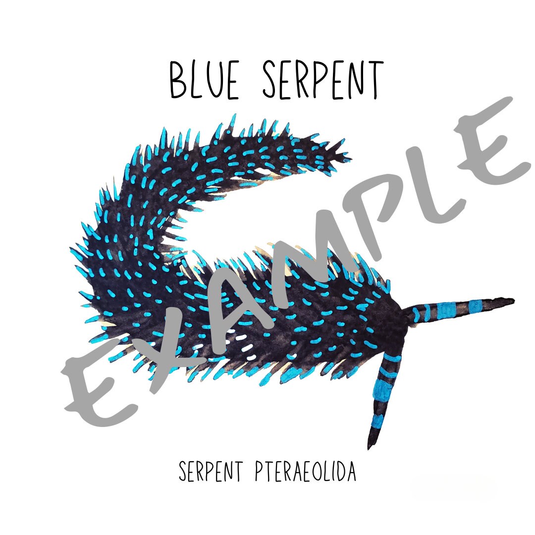 Nudibranchs Sea Slugs Poster Download – Colorful Marine Life Art, Ocean ...