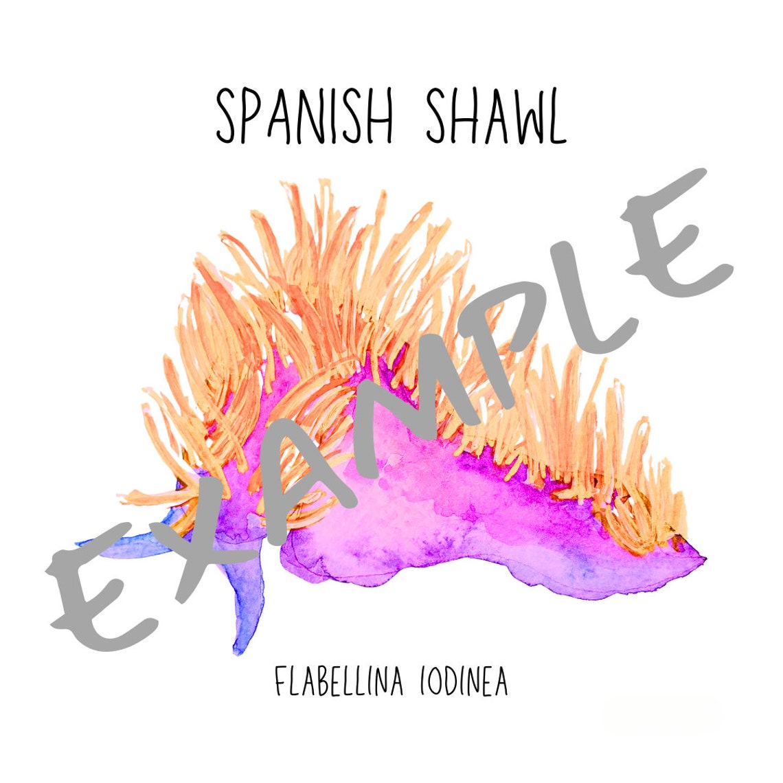 Nudibranchs Sea Slugs Poster Download – Colorful Marine Life Art, Ocean ...