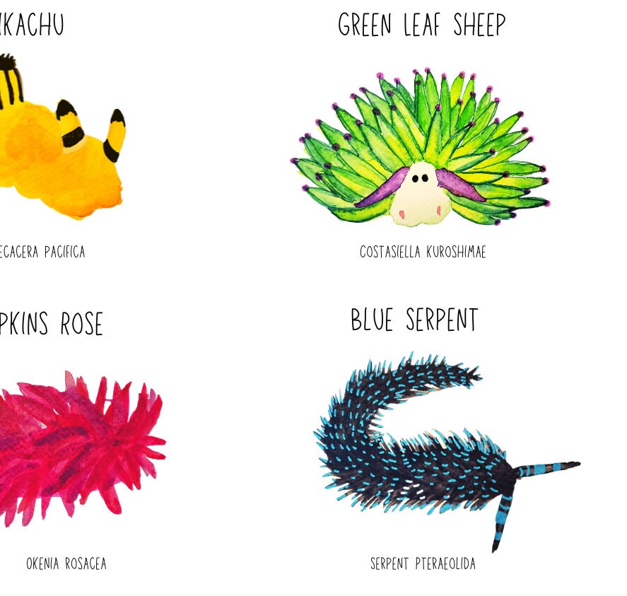 Nudibranchs Poster: Watercolor Sea Slugs Marine Life Chart (digital ...