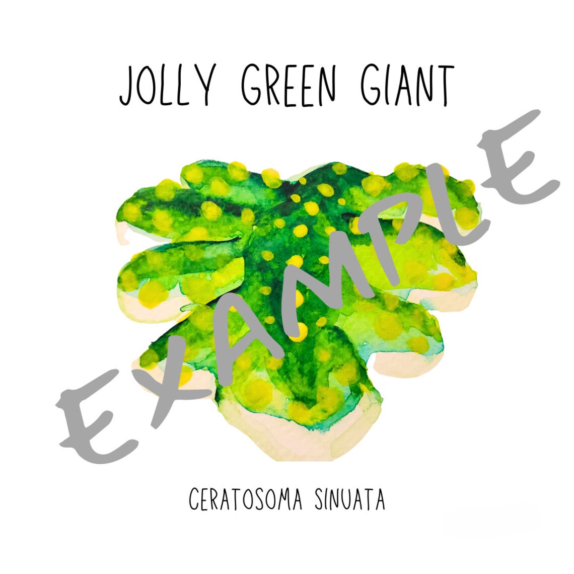 Nudibranchs Sea Slugs Poster Download – Colorful Marine Life Art, Ocean ...