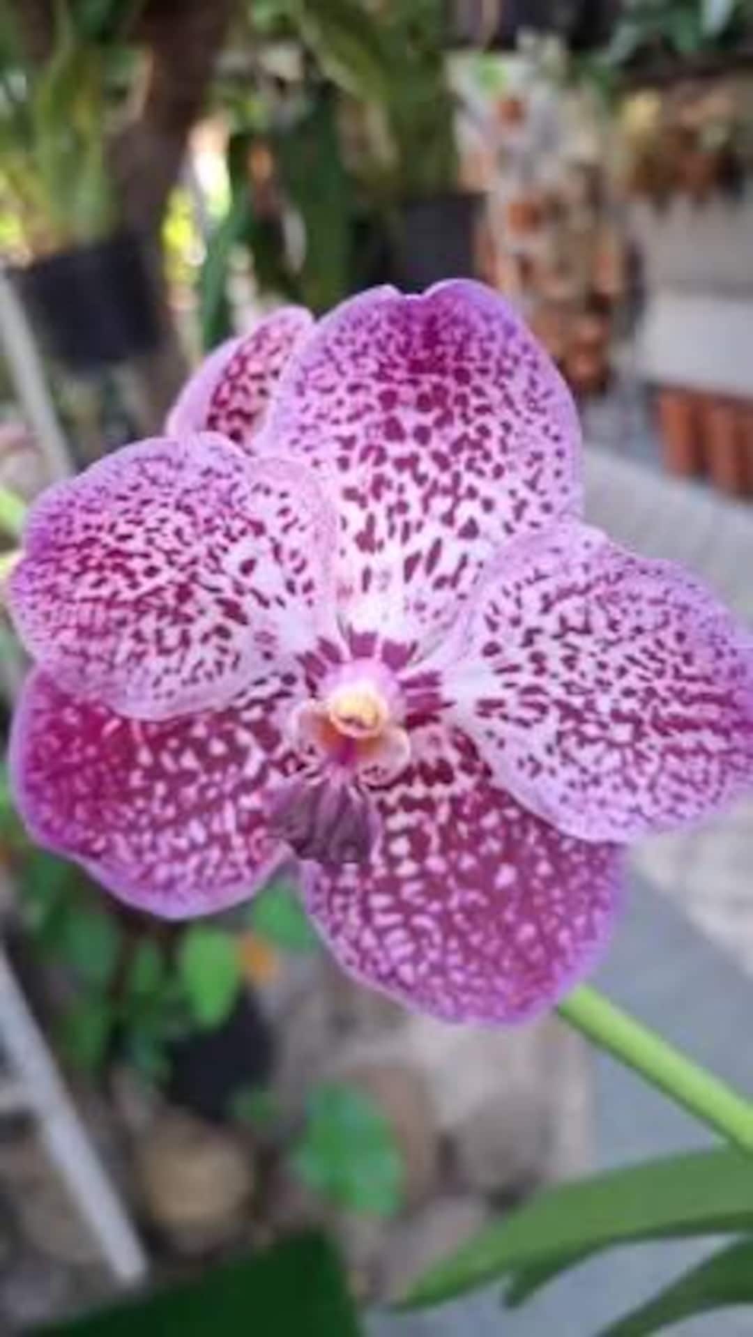 Vanda Tang Tang Pink Diamond Orchid - Mature Plant - Etsy
