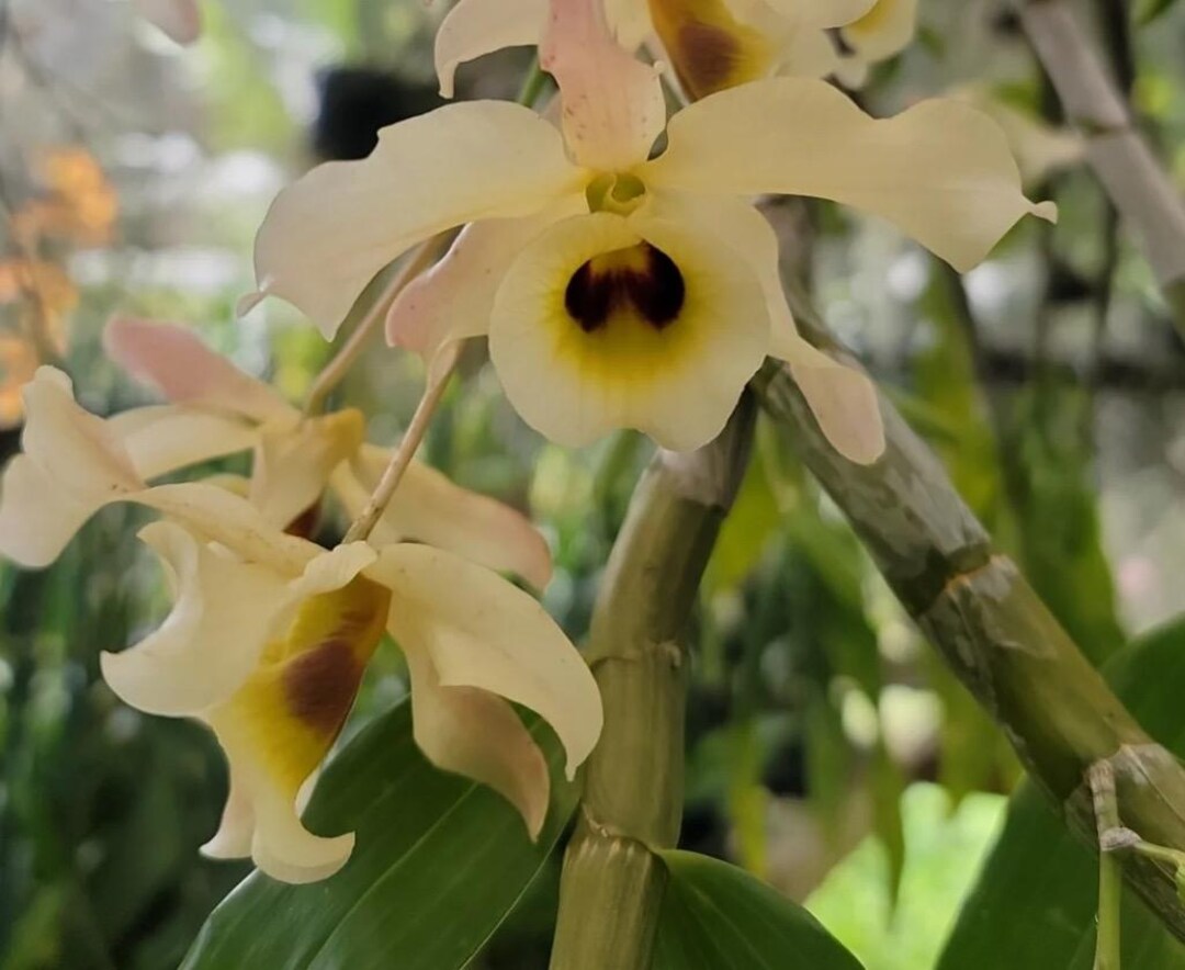Dendrobium Signatum X Friedericksianum - Massive Orchid Plant - Etsy