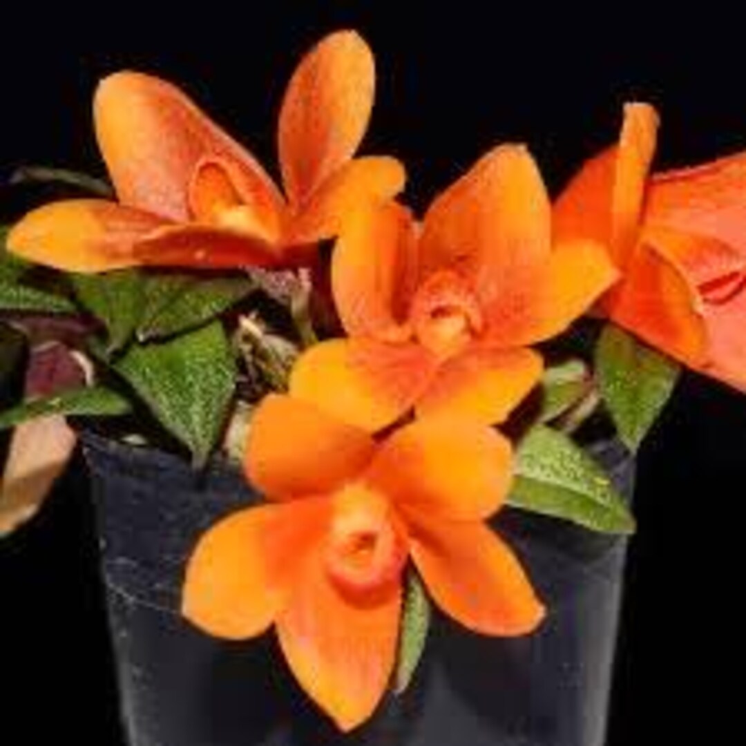 Dendrobium Hsinying Paradise X Dendrobium Cuthbertsonii -minature ...