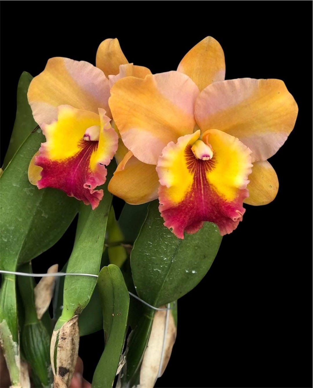 Rlc.siam Skyline 'coffee Prince' - Compact Orchid - Etsy