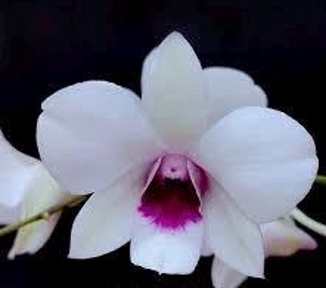 Dendrobium White Red Lip a - Compact Plant - Etsy