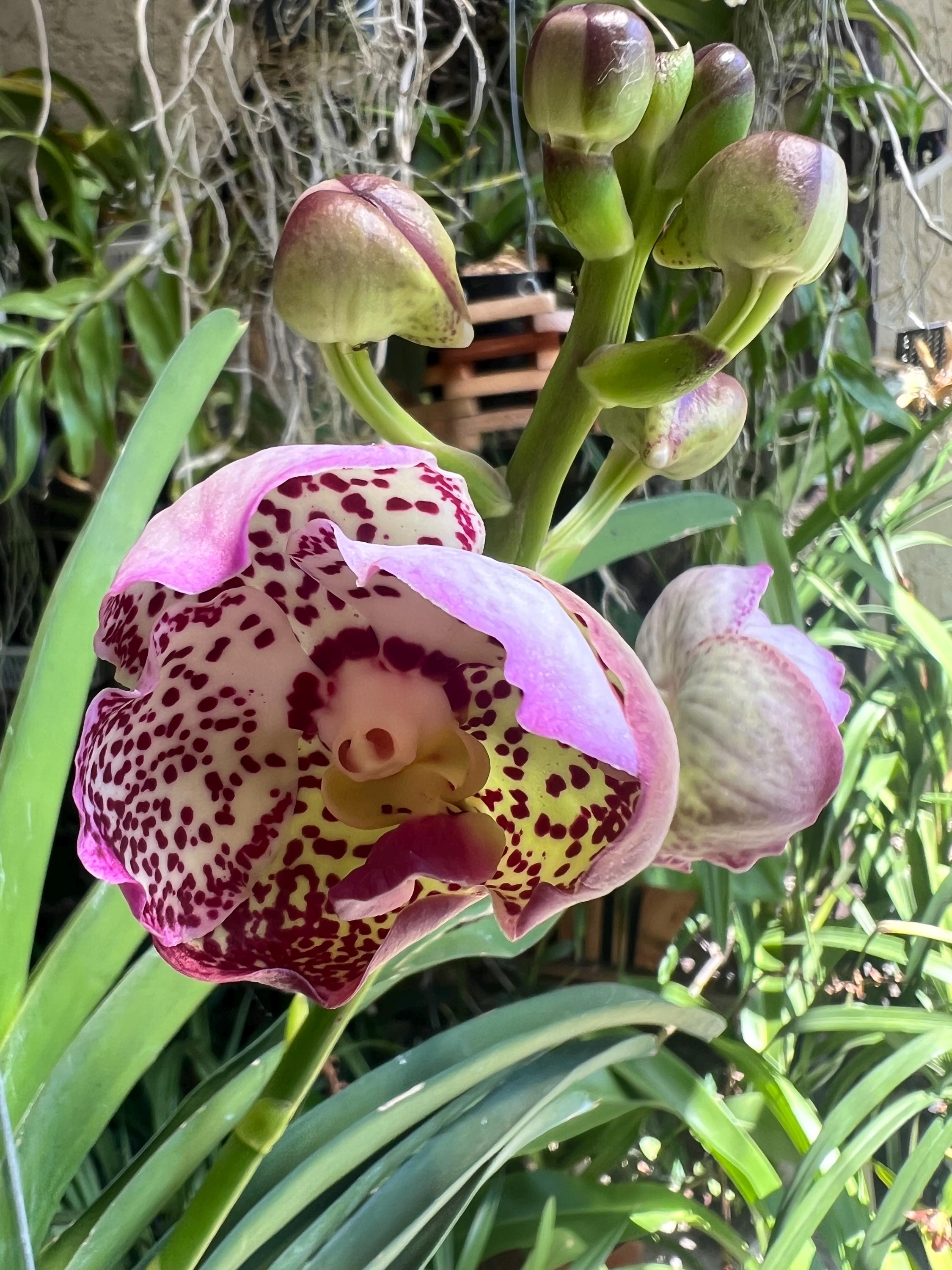 Vanda Somsiri Pink X Kulwadee Fragrance Butterfly - Blooming Size - Etsy