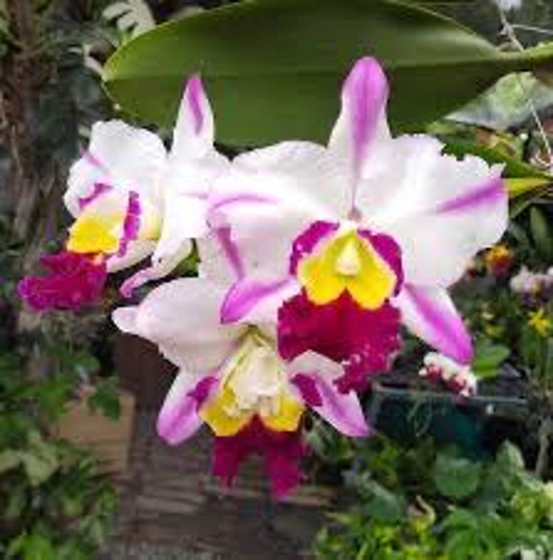 Cattleya Phet Napa Elsa Orchid Plant - Etsy