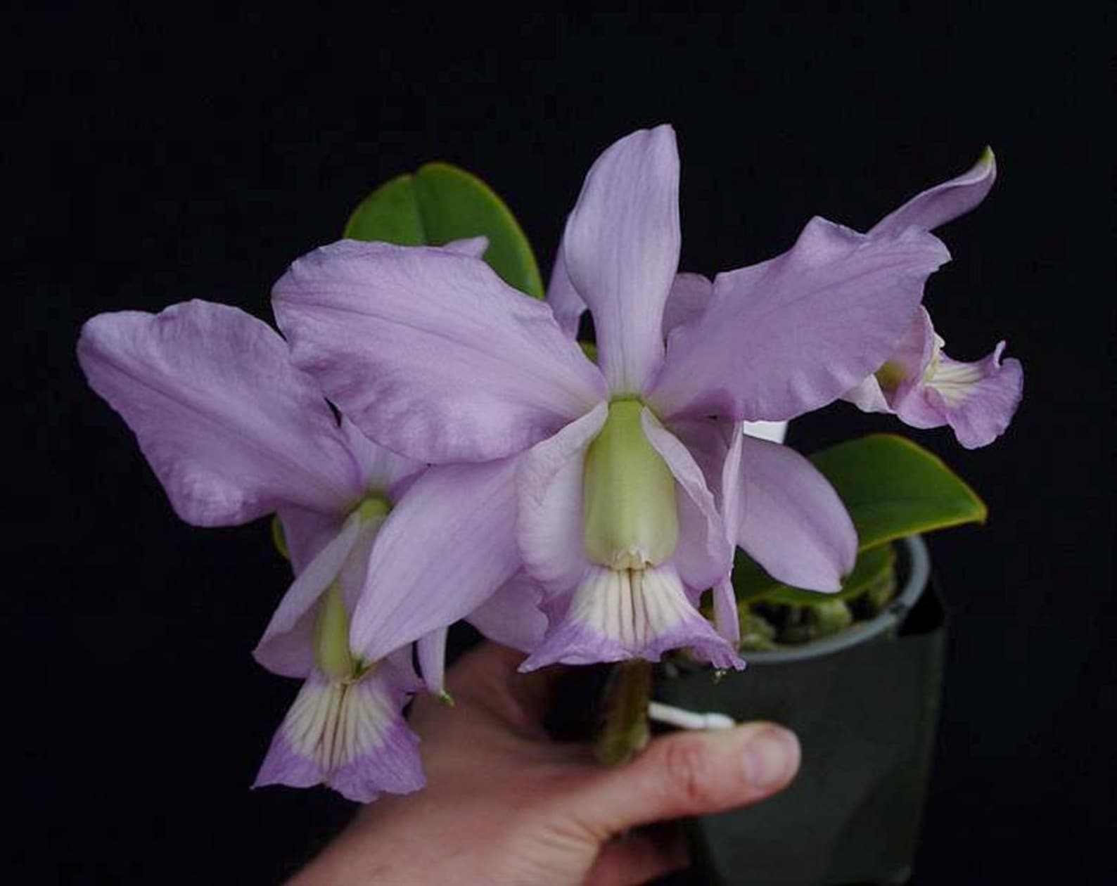 Cattleya Mini Purple Caerulea X Cattleya Nobilor Caerulea Orchid Hybrid ...