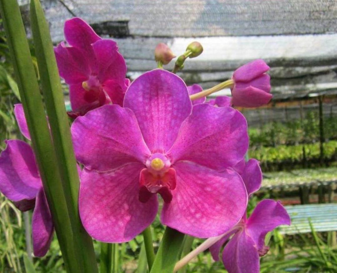 Vanda Papilionanda Hilo Rose X Vanda Bitz Heartthrob Pinkish Red Orchid ...